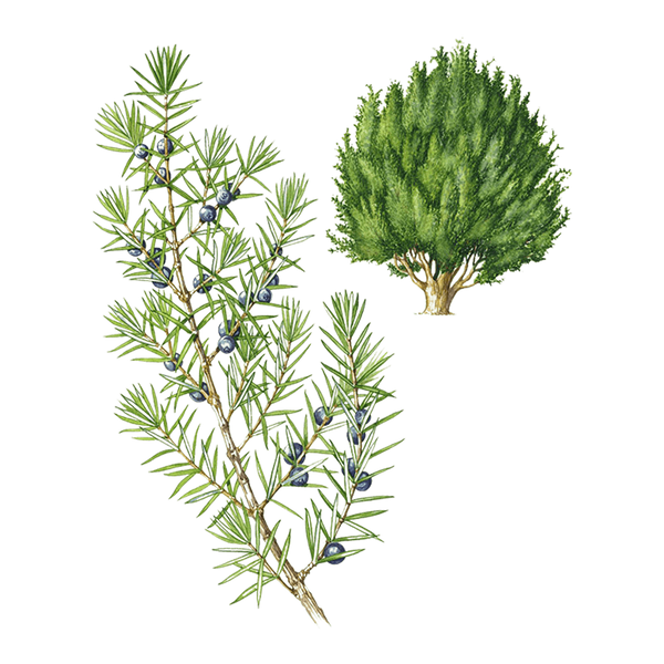 Huile Essentielle de Genévrier | Propriétés & Recettes | Puressentiel CH