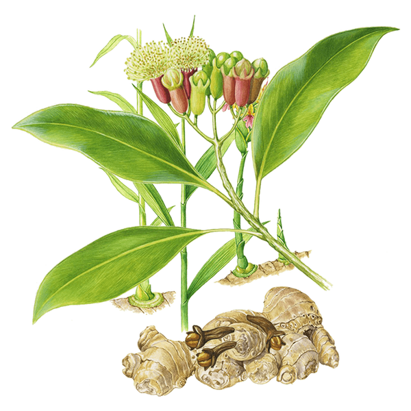 Huile Essentielle de Giroflier | Propriétés & Recettes | Puressentiel CH